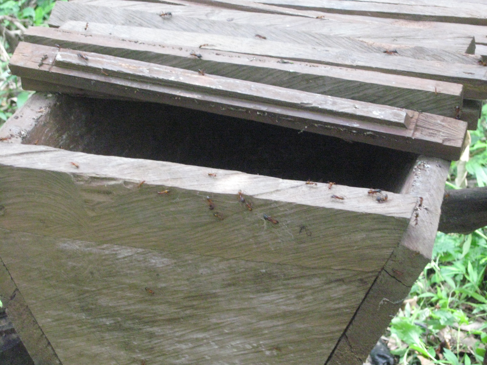 Bee Keeping in UK and Africa: Trying to attract bees to the rainforest ...